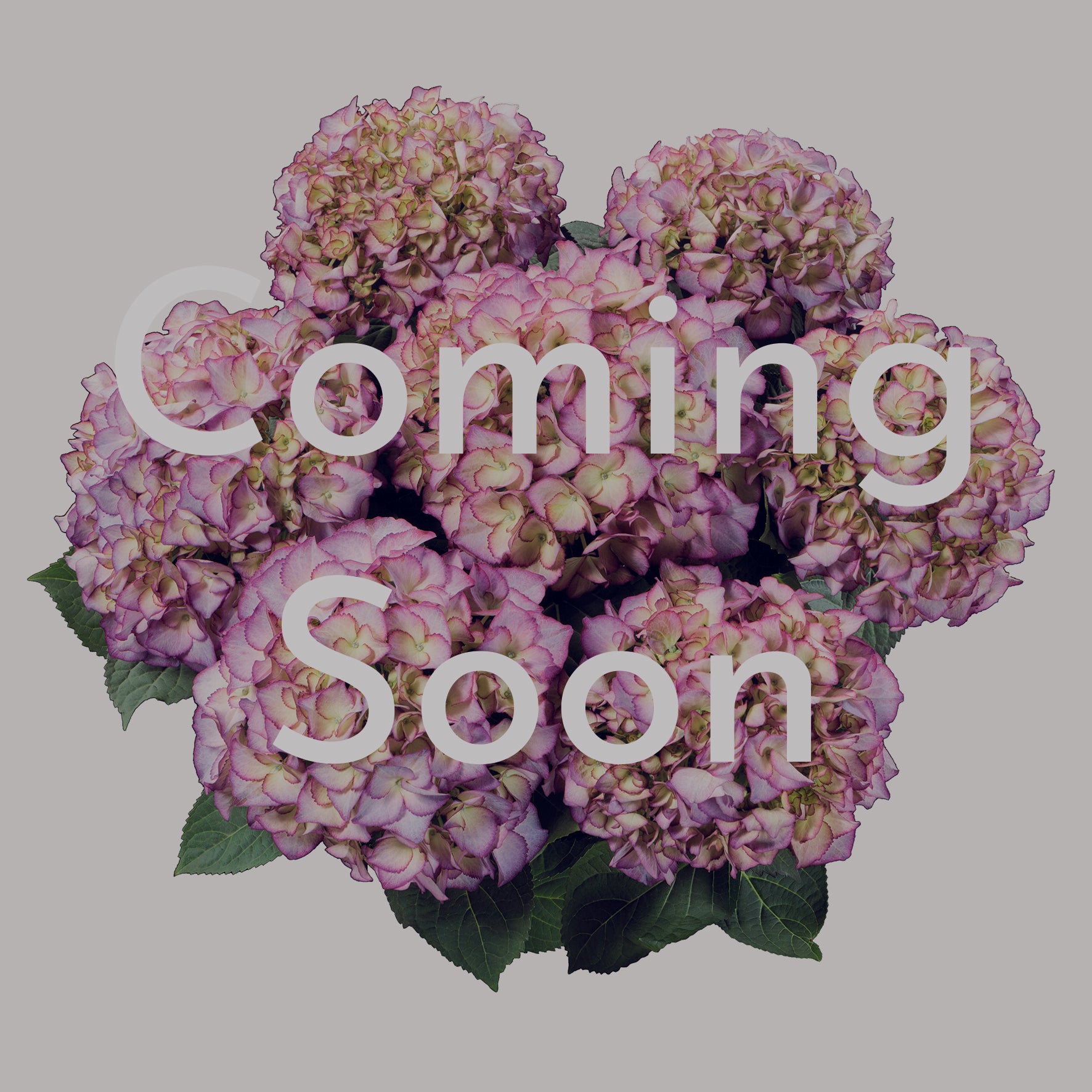 Bloomstruck Endless Summer Hydrangea – Hydrangeas.com