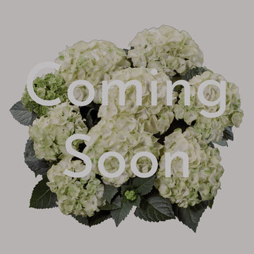 Hydrangeas.com