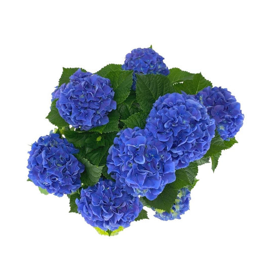 Hydrangeas.com