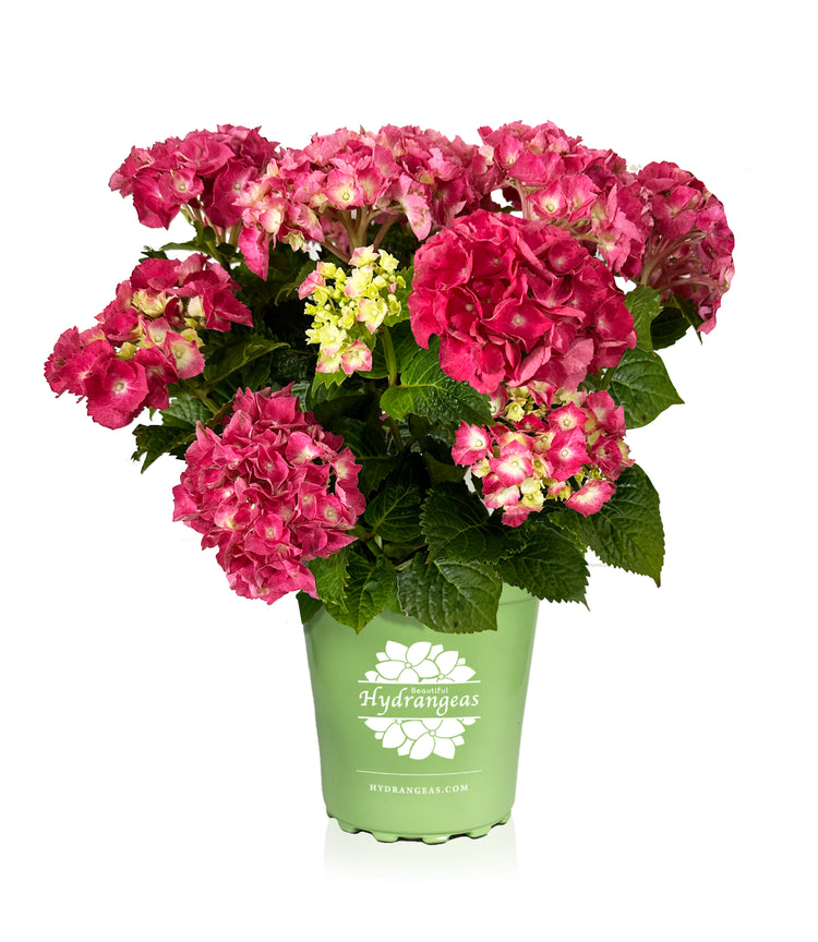 Hydrangeas.com