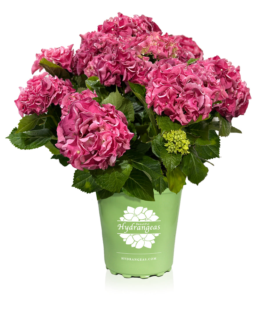 Hydrangeas.com
