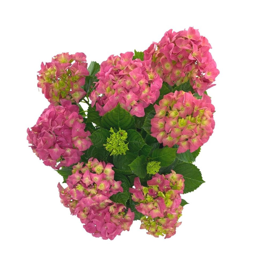 Hydrangeas.com