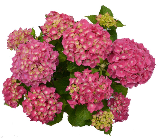 Hydrangeas.com